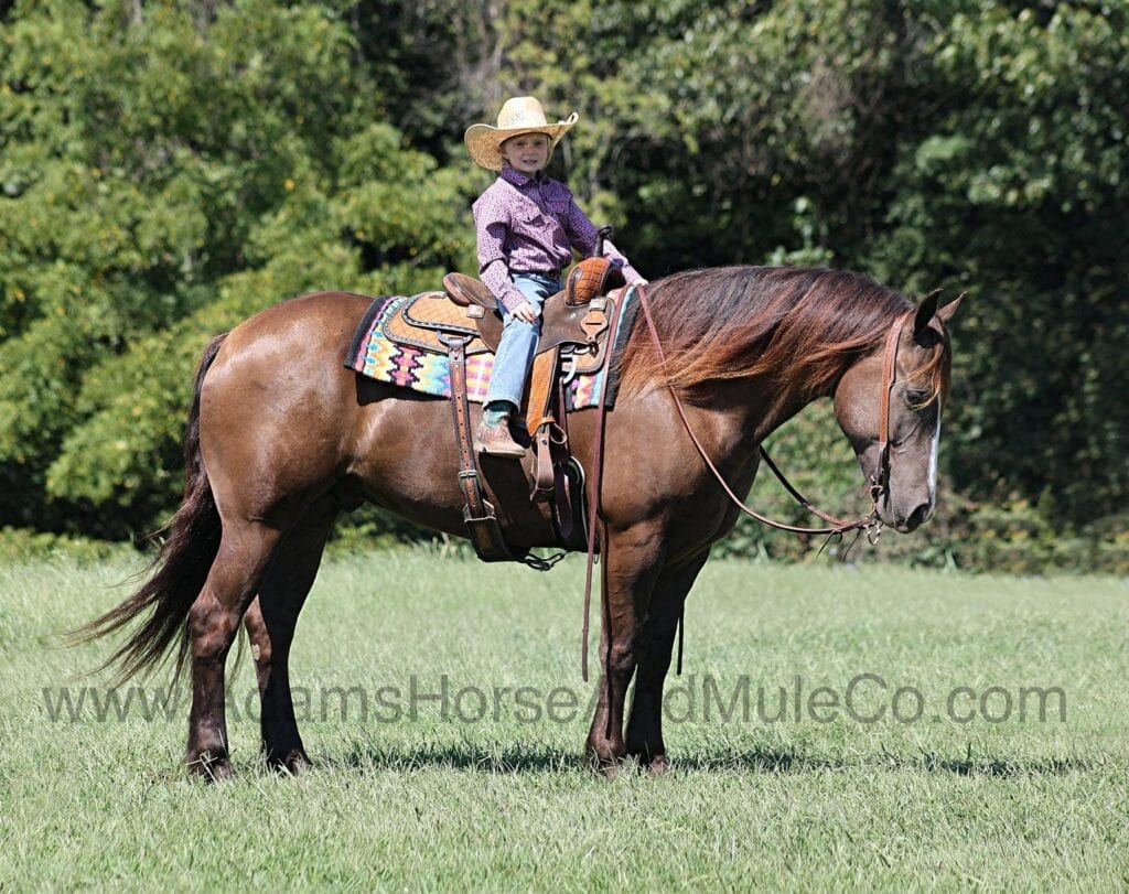Mocha - Adams Horse & Mule Co.