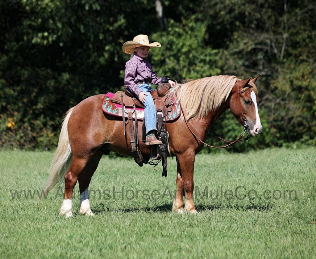 Buddy - Adams Horse & Mule Co.