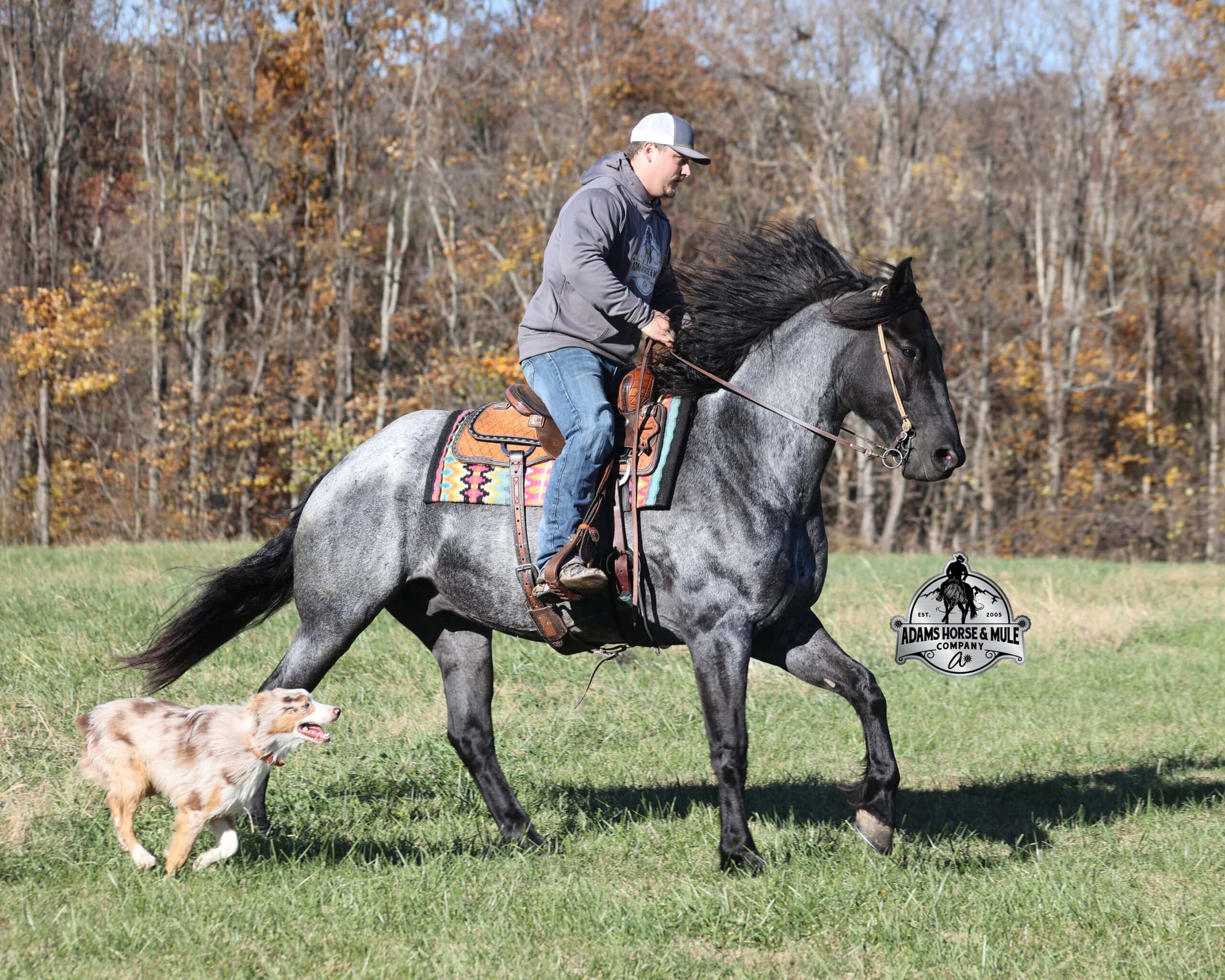 RRS Clever Trevor - Adams Horse & Mule Co.